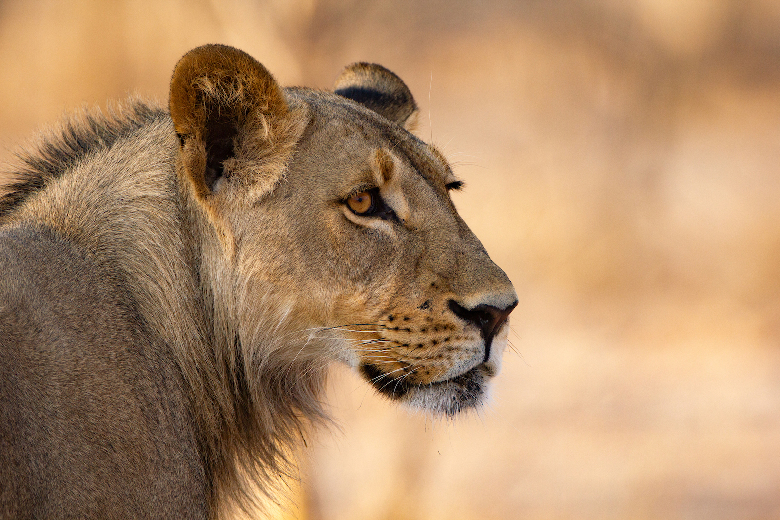 Inzila Mobile Safaris