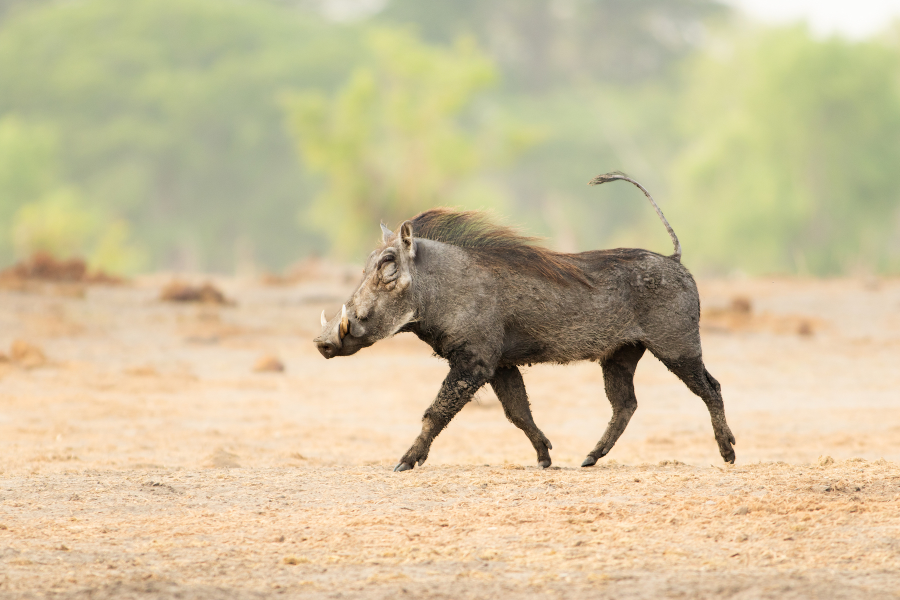 Bush Tails - Inzila Mobile Safaris